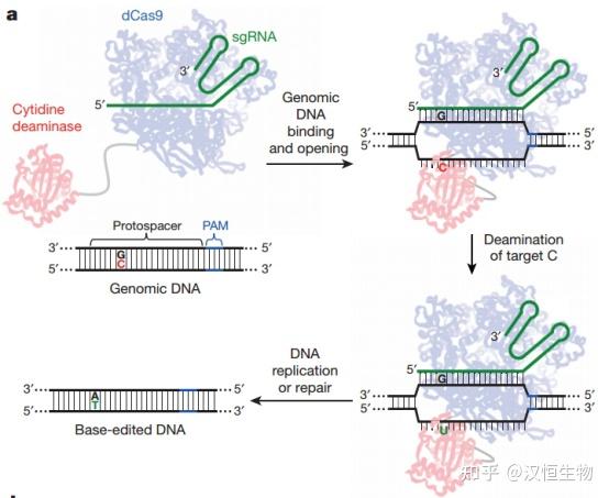 基于CRISPR/Cas9的精准基因治疗利器——单碱基编辑技术 - 知乎