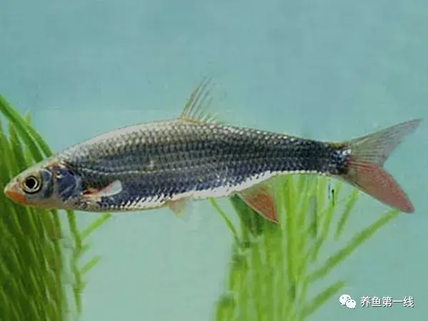 鲤科雅罗鱼亚科7种：丁鱥（丁桂）、赤眼鳟、鳡鱼、鯮鱼、鳤鱼、赤梢鱼、拟赤梢鱼 - 知乎