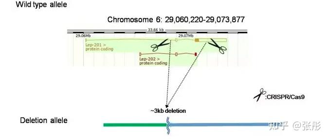 OB/OB MICE（肥胖鼠）—— Ⅱ型糖尿病 - 知乎