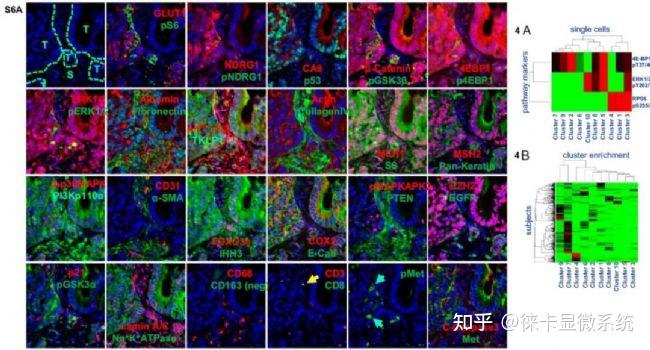 Cell DIVE | 解锁单细胞空间蛋白组学分析技能 - 知乎