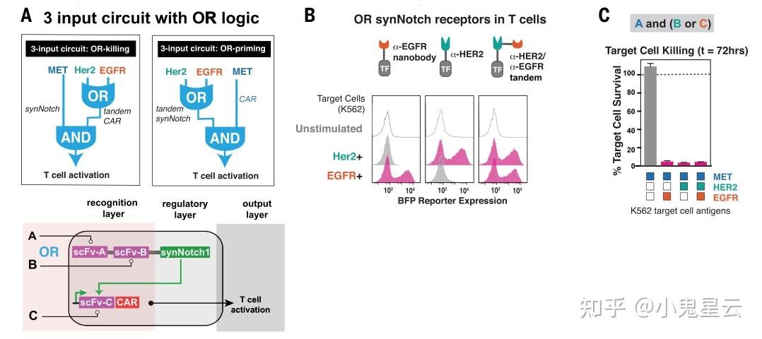 Science: CAR-T细胞逻辑门的实现-synNotch - 知乎