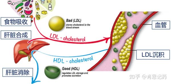 如何记住所有FDA批准生物药？| PCSK9抑制剂 | 波立达®阿利西尤单抗、瑞百安®依洛尤单抗 | 治疗高胆固醇血症 - 知乎