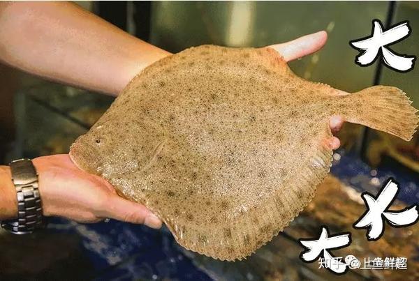 一餐二食|多宝鱼的正确打开方式 - 知乎