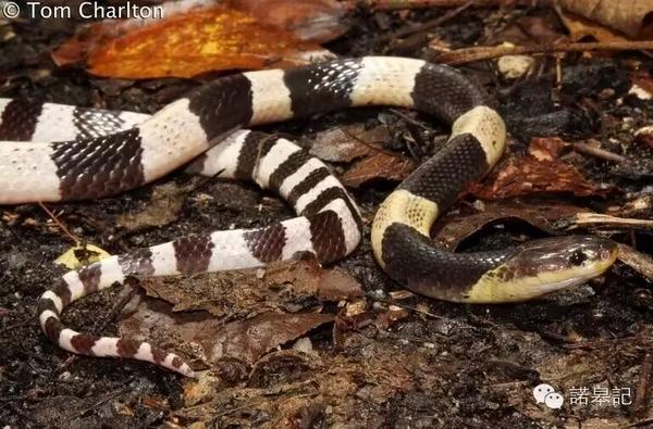 献给钟爱的Bungarus环蛇属（Krait) - 知乎