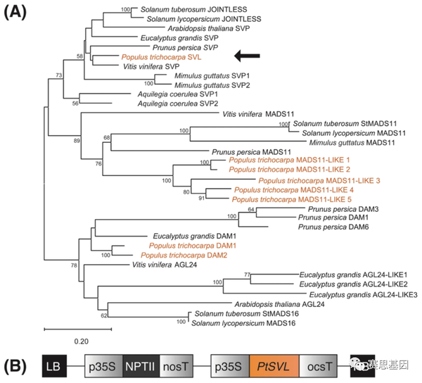 【Hortic Res】SVL在杨树中的过度表达会推迟并减少田间种植树木的开花 - 知乎