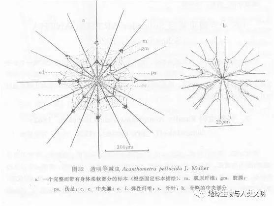 【原生生物界全系列-82】放射虫门—等辐骨虫纲 - 知乎