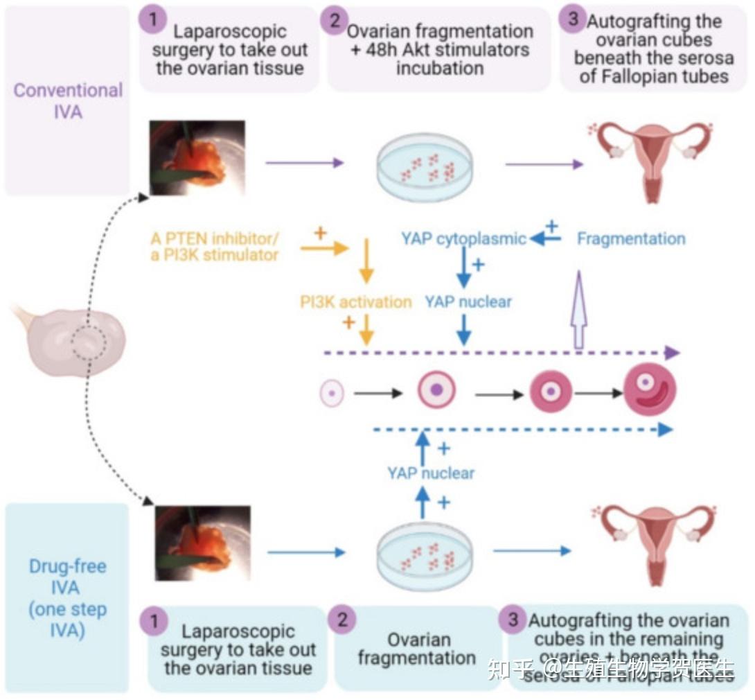 闭经N年，还能不能强行取出卵生子？ 行~ - 知乎