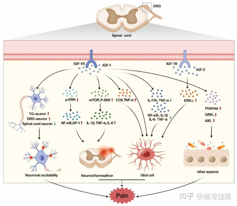 疼痛中的IGF/IGF-1R信号通路：一个有希望的治疗靶点 - 知乎