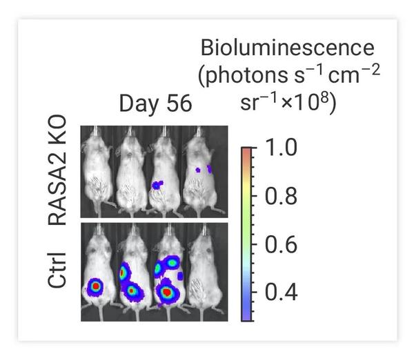 Nature | RASA2-KO——让过继性 T 细胞持久更有效 - MedChemExpress - 知乎