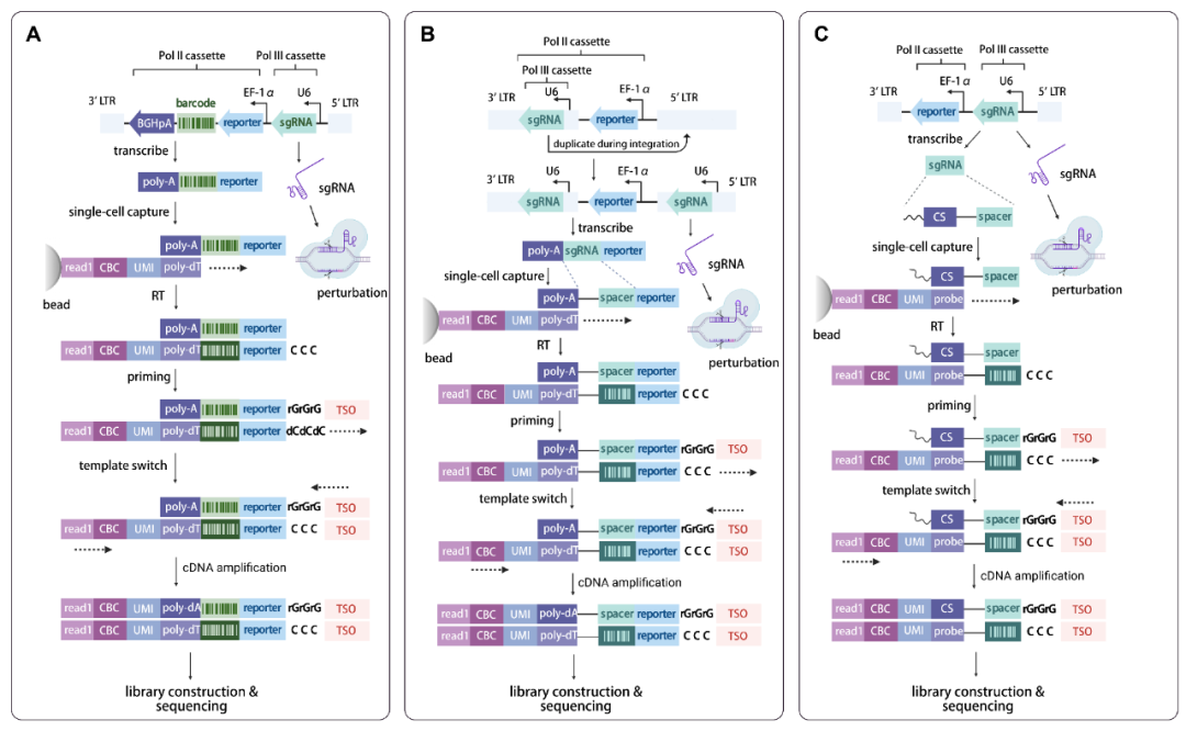 Adv Sci 综述｜范骁辉/王毅团队评述基于CRISPR和单细胞组学的大规模基因筛选技术及其应用 - 知乎