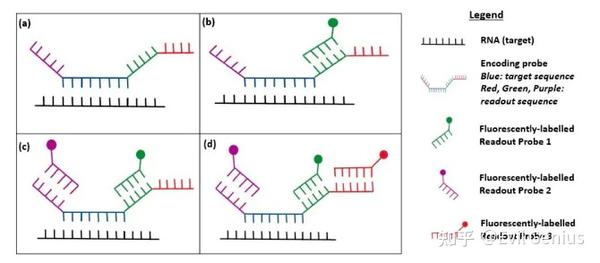 10X空间转录组重点分析合集3 - 知乎