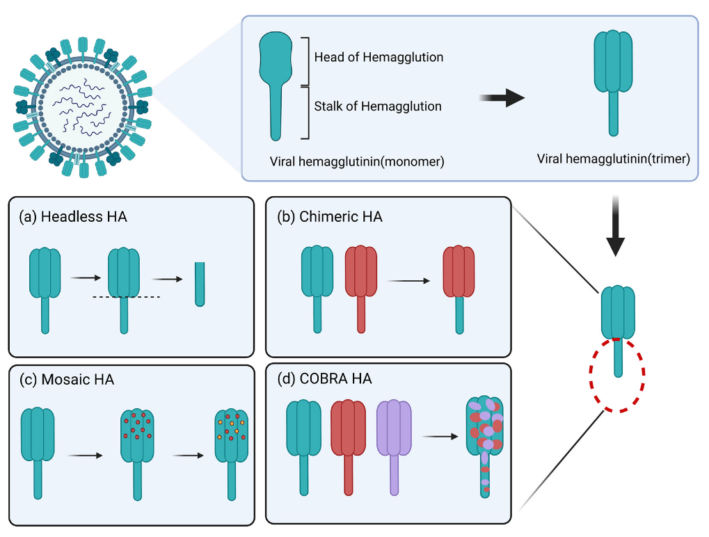 中国之声：流感疫苗研究及通用疫苗进展 - 知乎