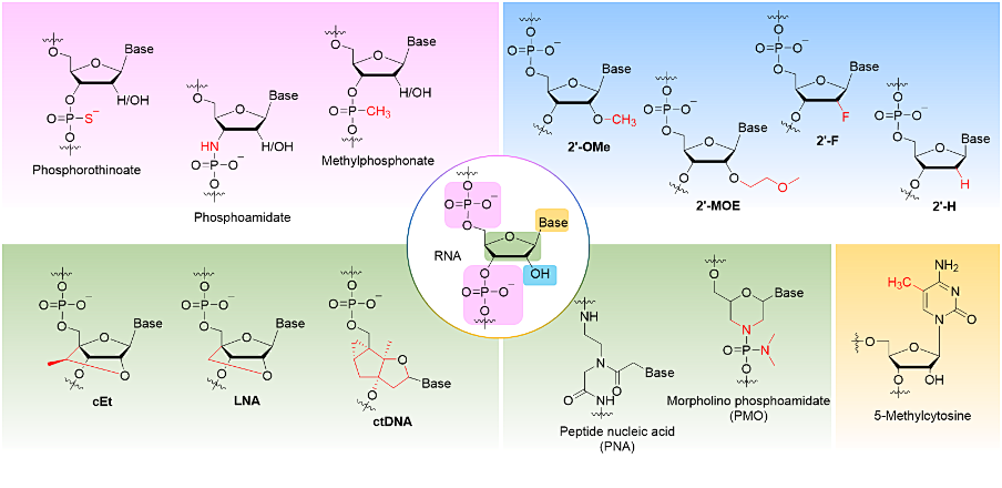 寡核苷酸药物的代谢及代谢产物分析和鉴定研究 - 知乎