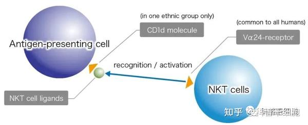关于NKT细胞，你想知道的在这里 - 知乎