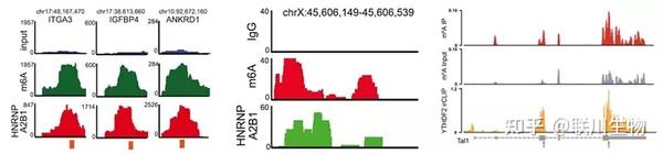 IGV和Adobe AI制作RIP-seq Peak图简易教程|m6A专题 - 知乎
