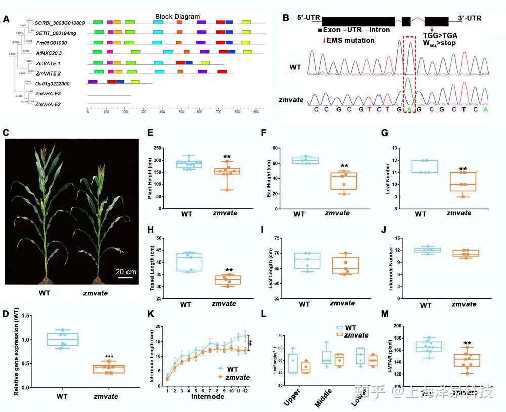 整合高通量表型、GWAS和预测模型揭示玉米株高的遗传结构 - 知乎