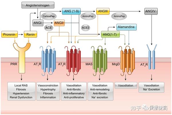 《爱求索》之血管紧张素AT1和AT2受体在疾病中的作用 - 知乎