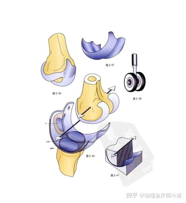 膝关节功能解剖 - 知乎