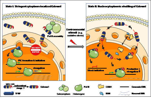 eLife｜兰州大学生命科学学院程博团队揭示转录因子GDOWN1通过核质转位调控全局转录及细胞应激的分子机制 - 知乎