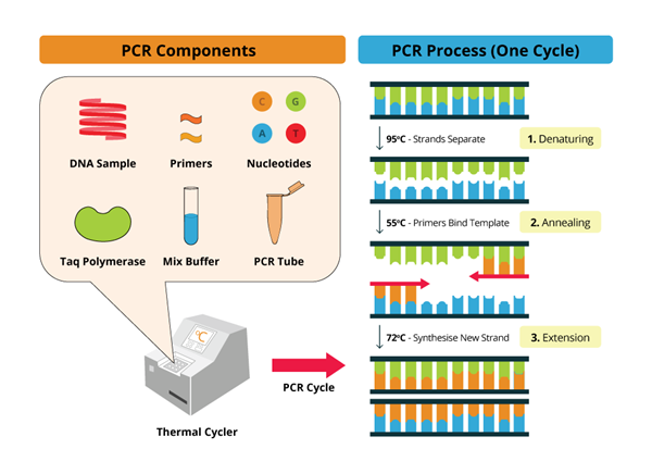 终点PCR，定量PCR，以及荧光染料，了解一下 - 知乎