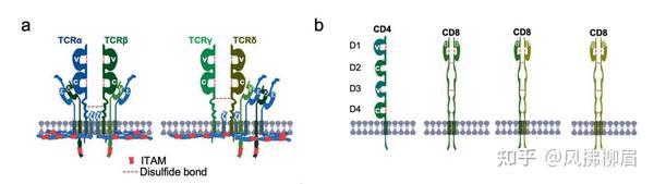 TCR信号调节 - 知乎