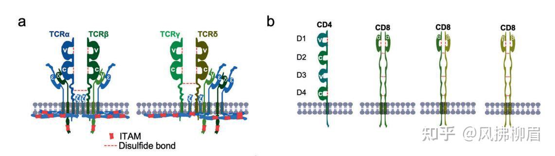 TCR信号调节 - 知乎