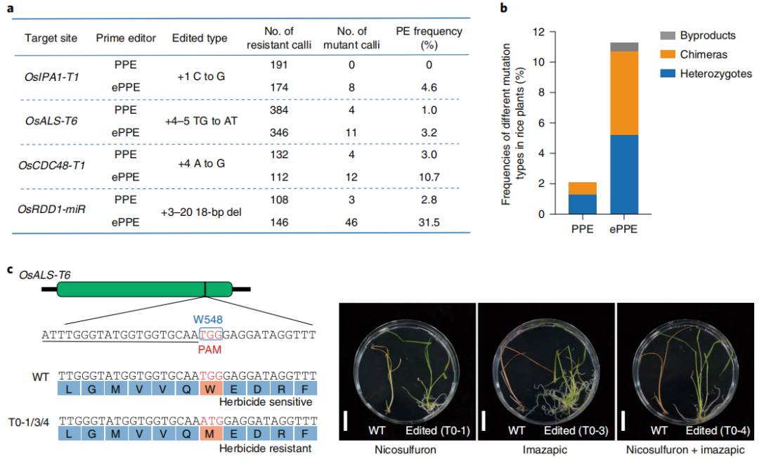 CRISPR screen——极具潜力的高通量筛选技术 - 知乎