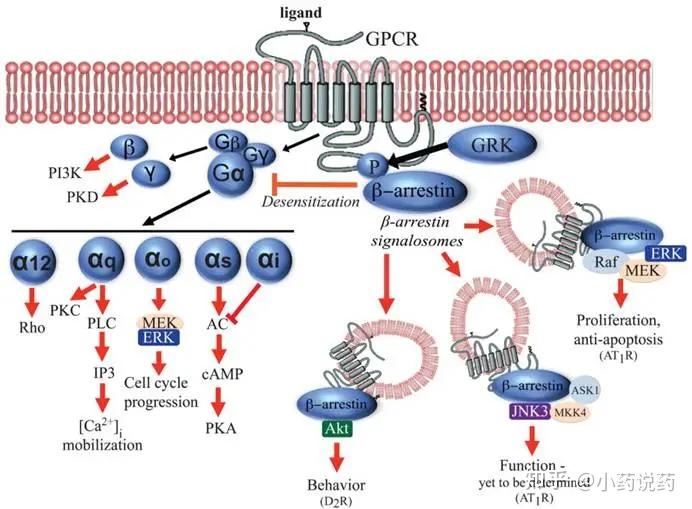 GPCR：从基础科学到临床转化的全景透视 - 知乎
