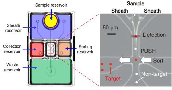 产品介绍 | On-chip Sort 无损伤流式细胞分选仪 - 知乎