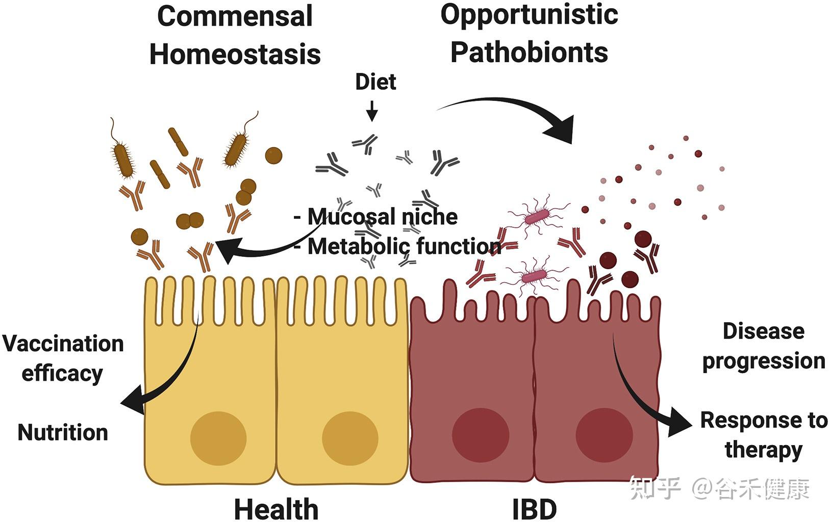 对抗病原菌，帮助共生菌定植的“重要开关” - 知乎