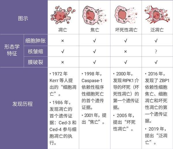 泛凋亡 (PANoptosis): 新型炎症性 PCD 途径 | MCE - 知乎