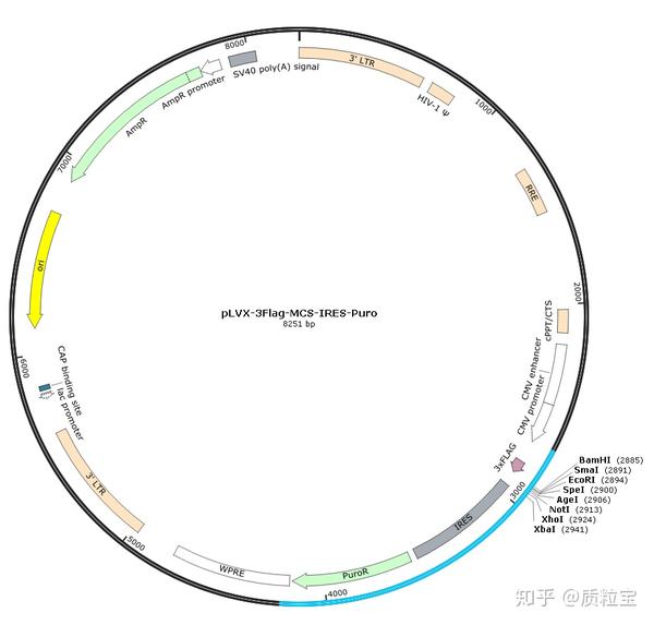 pLVX系列3×Flag慢病毒表达载体 - 知乎