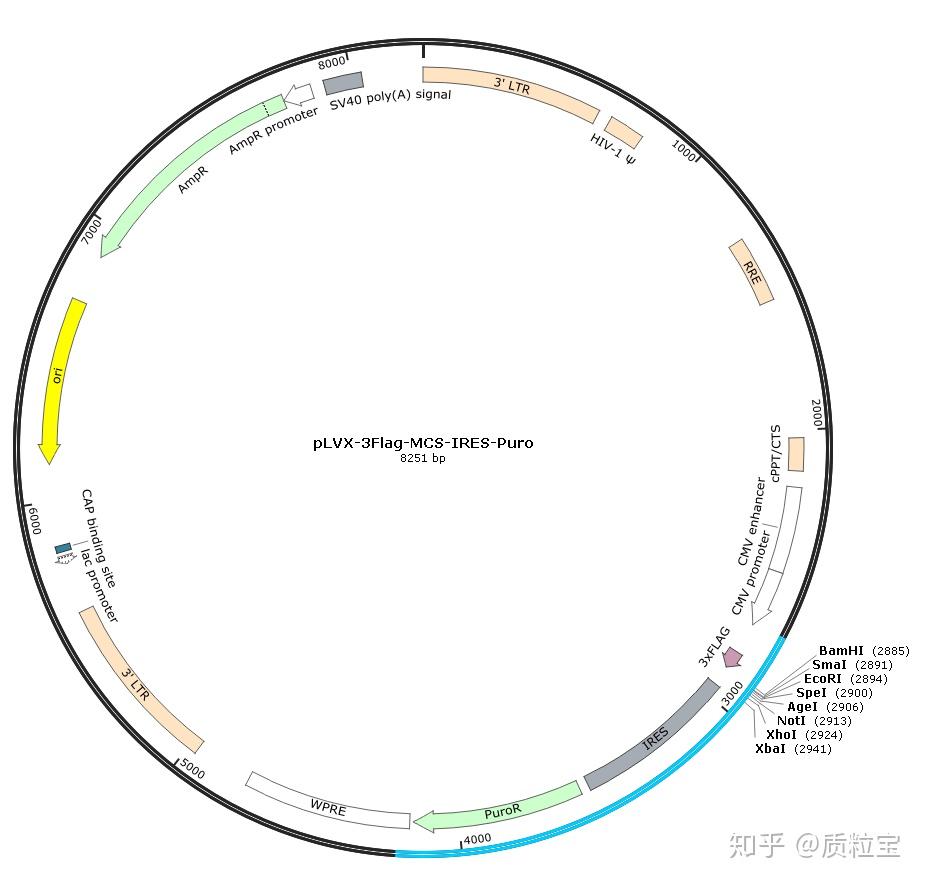 pLVX系列3×Flag慢病毒表达载体 - 知乎