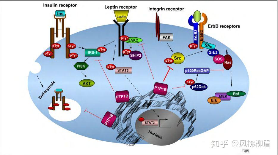 蛋白酪氨酸磷酸酶PTP1B(PTPN1)简介 - 知乎