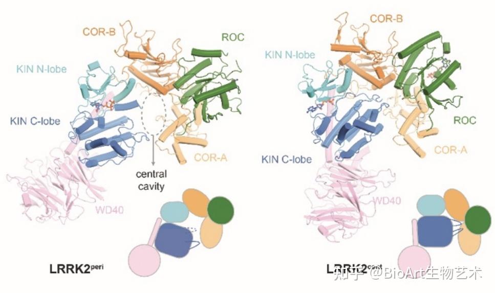Science | 孙吉课题组揭示小G蛋白Rab29激活帕金森病关联激酶LRRK2的分子机制 - 知乎