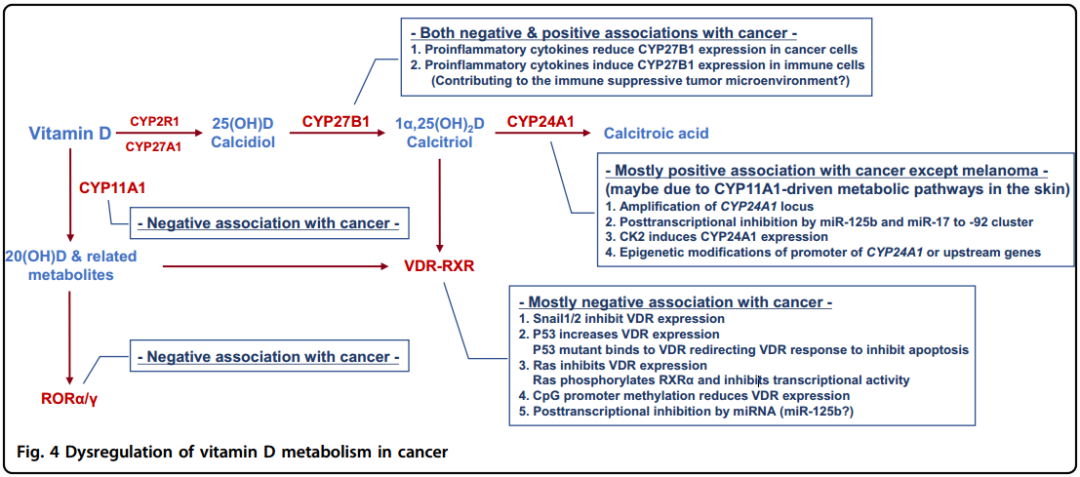 重磅综述丨维生素D代谢与癌症关系 - 知乎