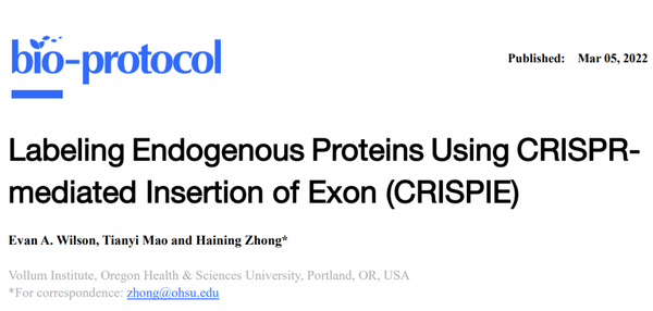 年度热文 | CRISPR与蛋白质世界的完美融合——CRISPIE为蛋白质标记开辟新天地！ - 知乎
