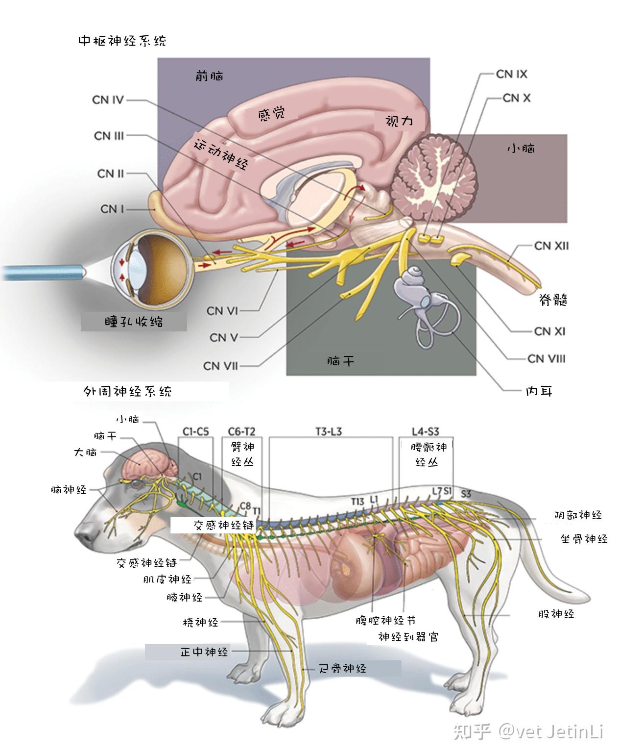 神经学检查指南 - 知乎