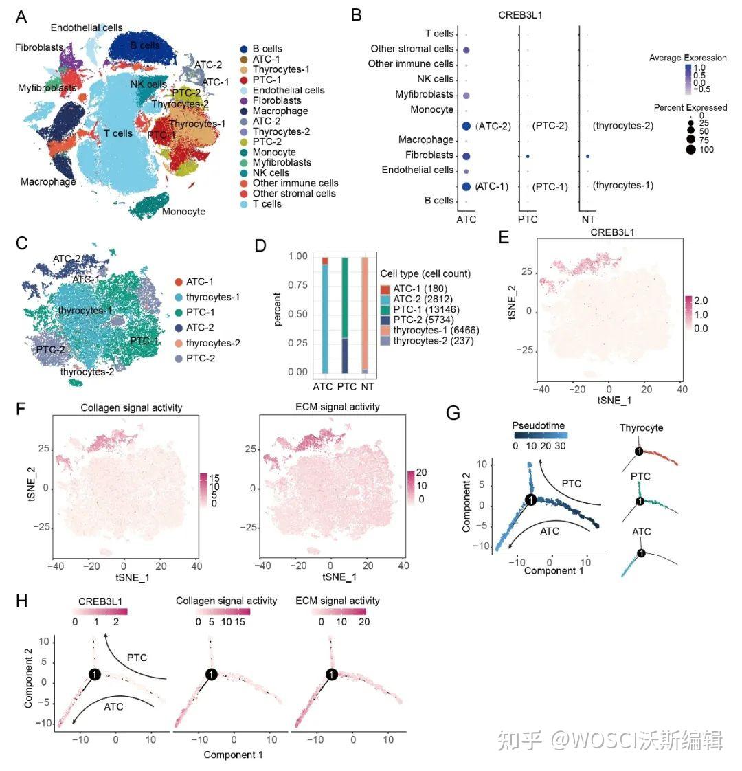Mol Cancer | 浙江省人民医院揭示CREB3L1塑造肿瘤基质微环境促进未分化甲状腺癌进程的新机制 - 知乎