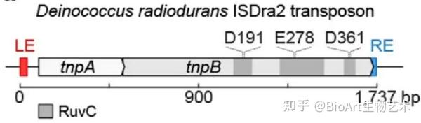 Nature | 基因编辑工具箱或再添神器——TnpB核酸内切酶 - 知乎