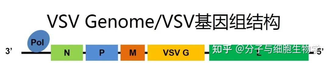 水疱性口炎病毒（VSV）包装原理及应用