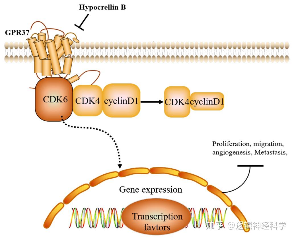 Pharmacol Res |温州医科大学黄晓颖/赵承光团队研究发现GPR37有望成为肺腺癌治疗的新靶点 - 知乎