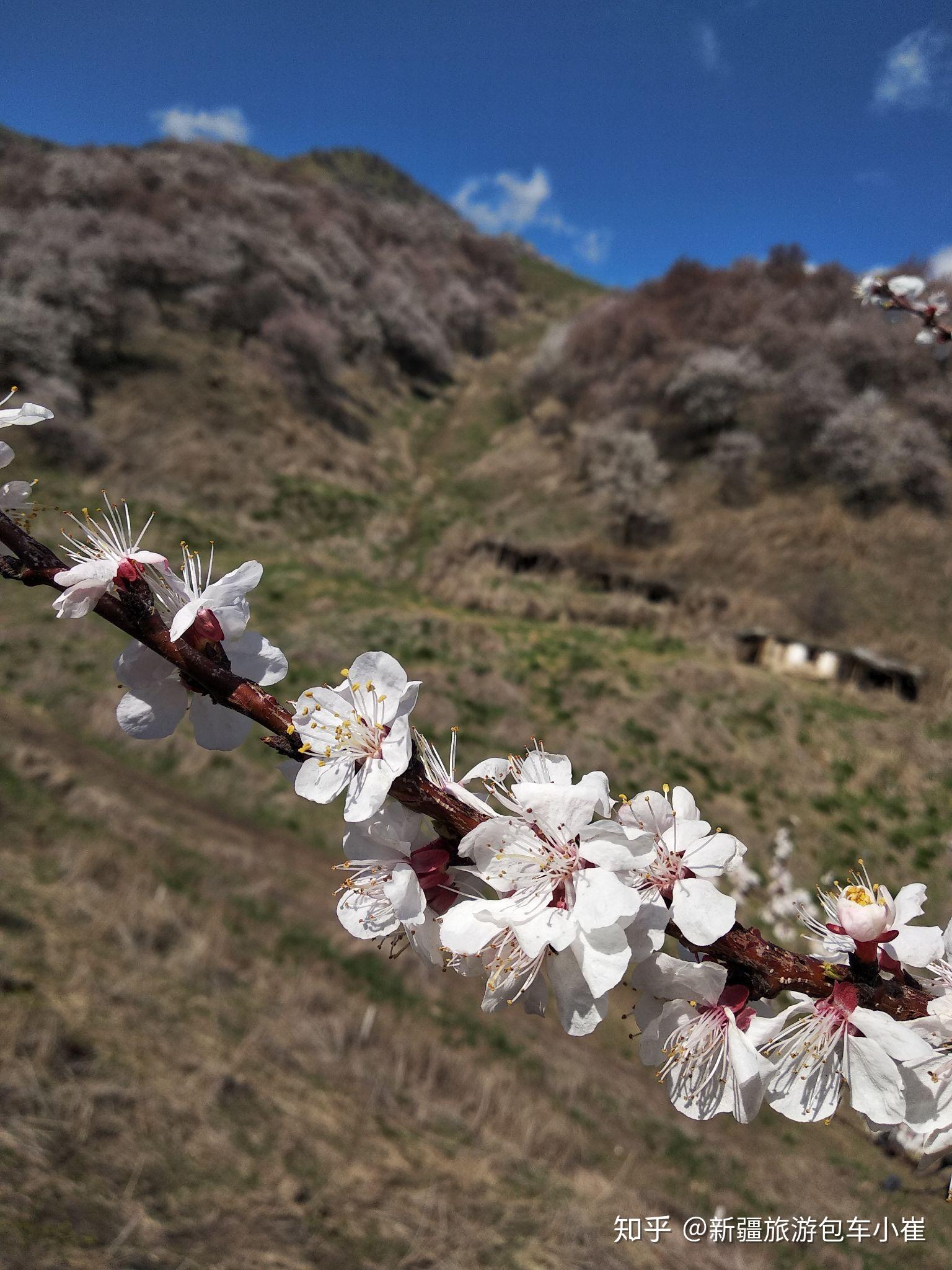 新疆伊犁杏花沟 - 知乎