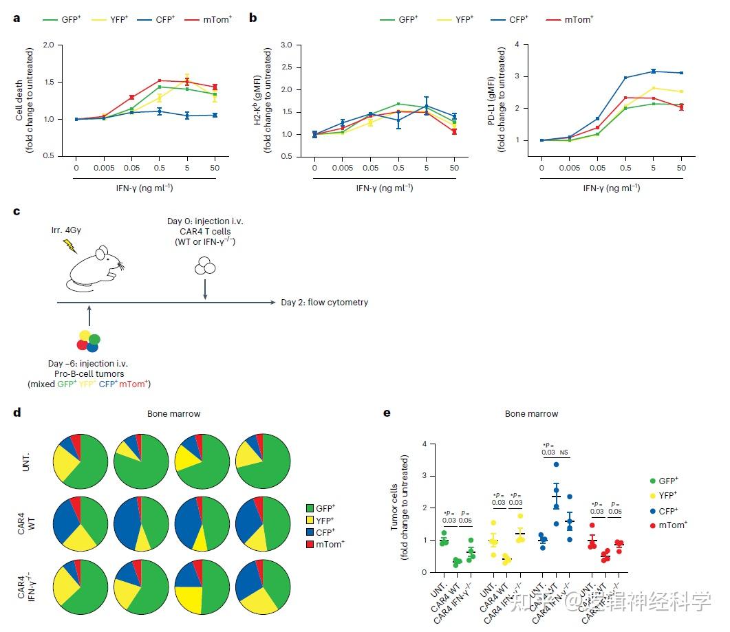 Nat Cancer︱法国巴黎大学科研团队发现肿瘤对IFN-γ的敏感性决定CD4+CAR-T细胞治疗的有效性 - 知乎