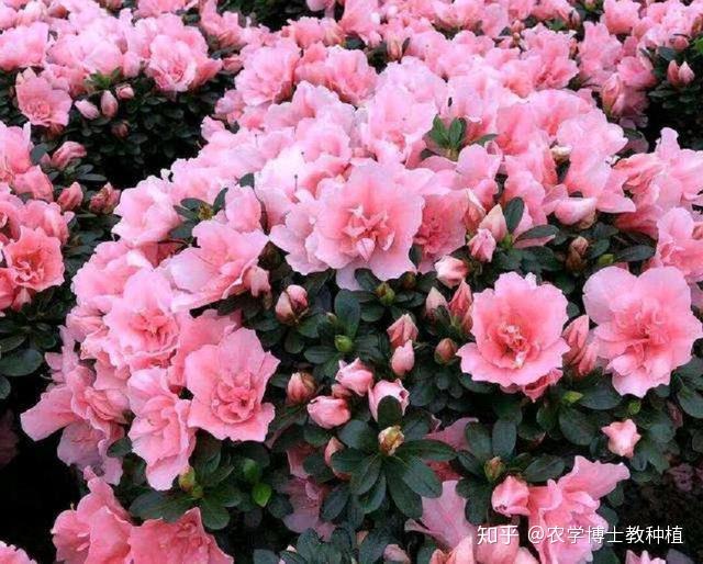 杜鹃花色绚丽、花叶皆美！掌握花期调控方式，一年四季都开花 - 知乎