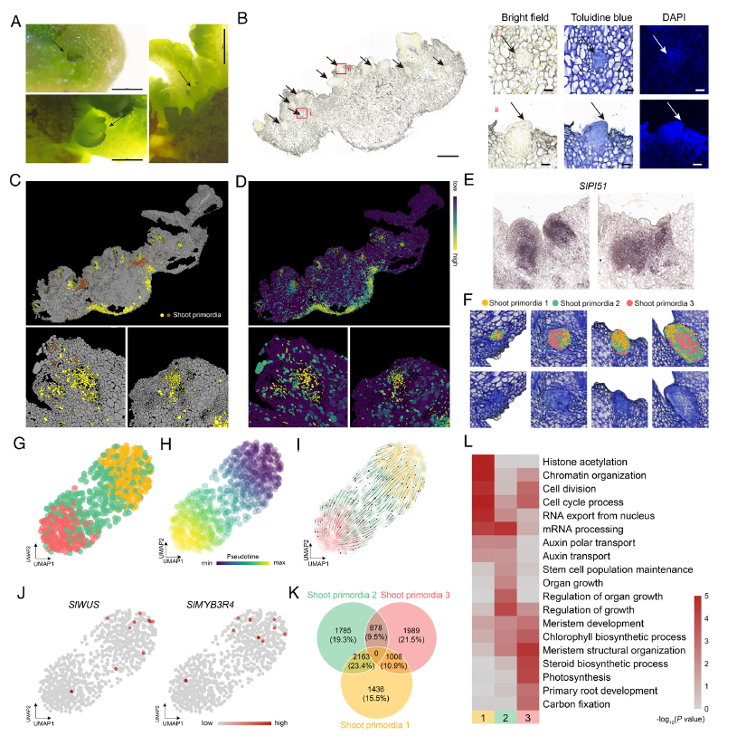 PNAS | Stereo-seq揭示番茄愈伤组织的芽再生空间转录组图谱 - 知乎