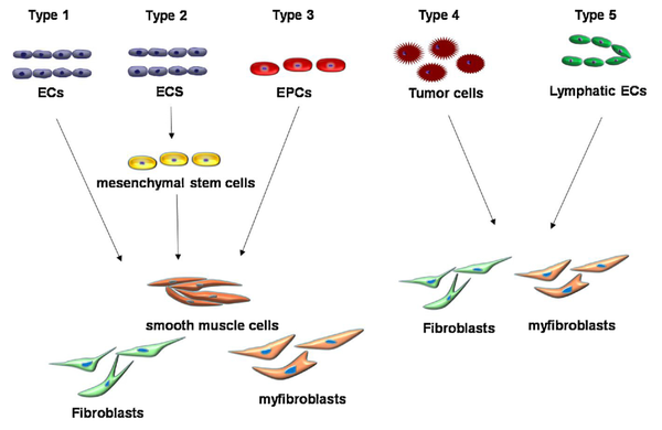 文献精读{反馈回路}：什么是EndEMT - 知乎