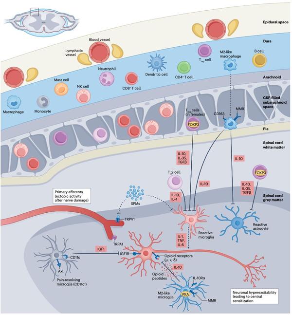 Nat Rev Neurol 综述：系统总结疼痛缓解的神经免疫机制 - 知乎