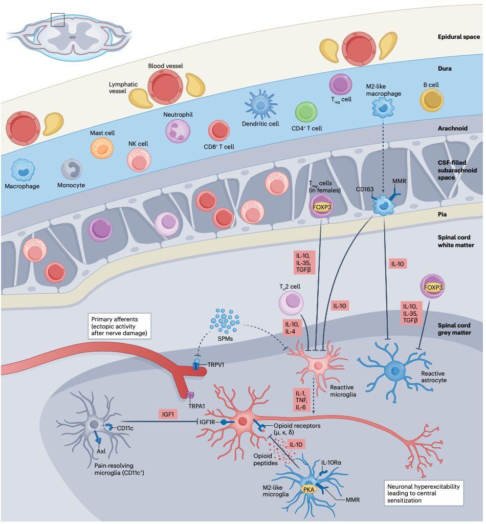Nat Rev Neurol 综述：系统总结疼痛缓解的神经免疫机制 - 知乎