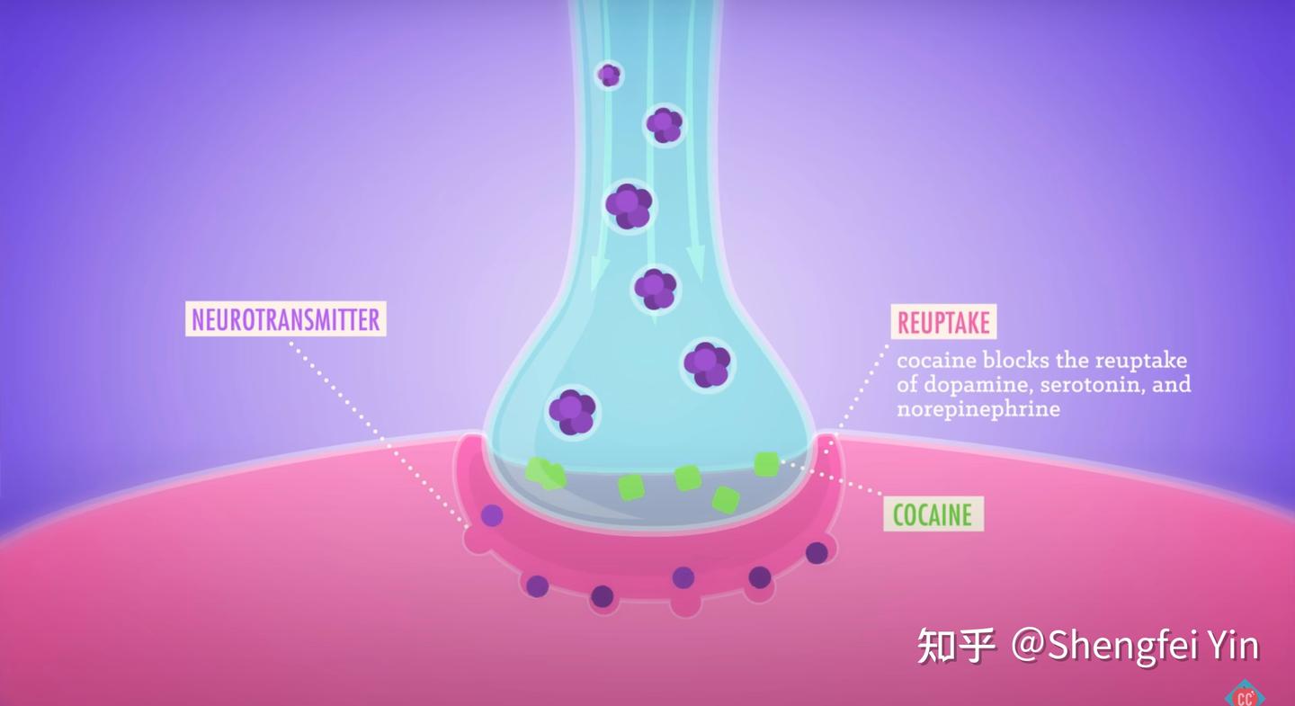 Altered States - Crash Course Psychology #10 - 知乎